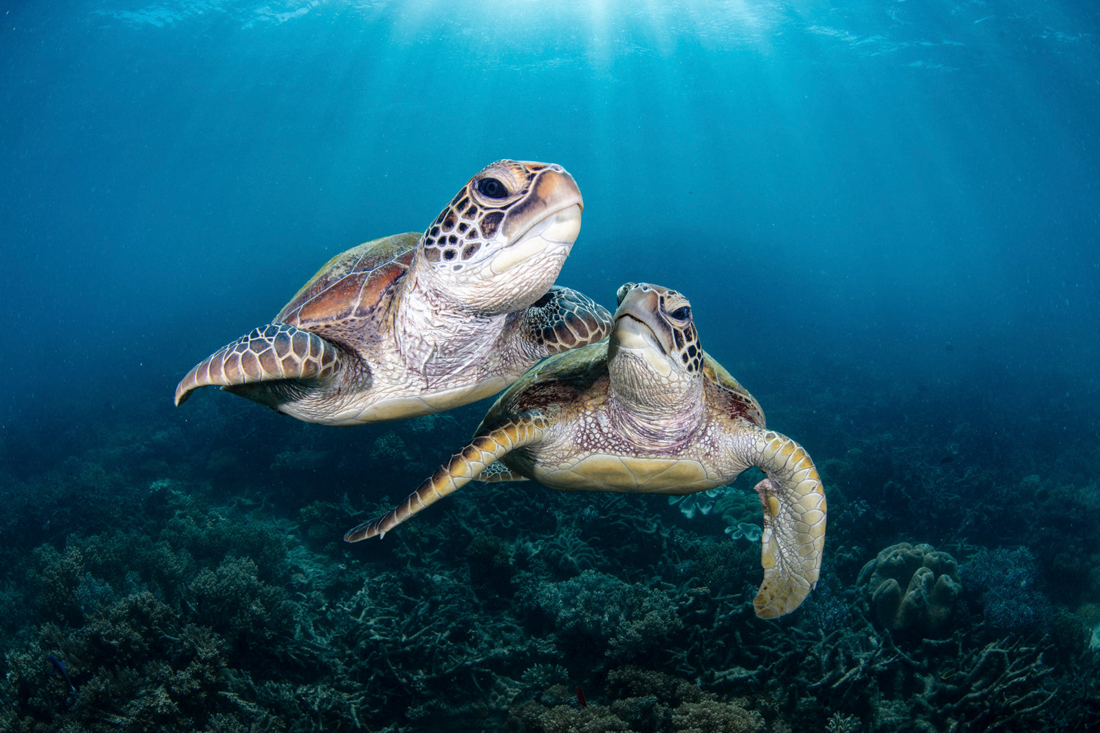 X-Adventurer Universal Smartphone Holder w/GoPro Style Mount ...